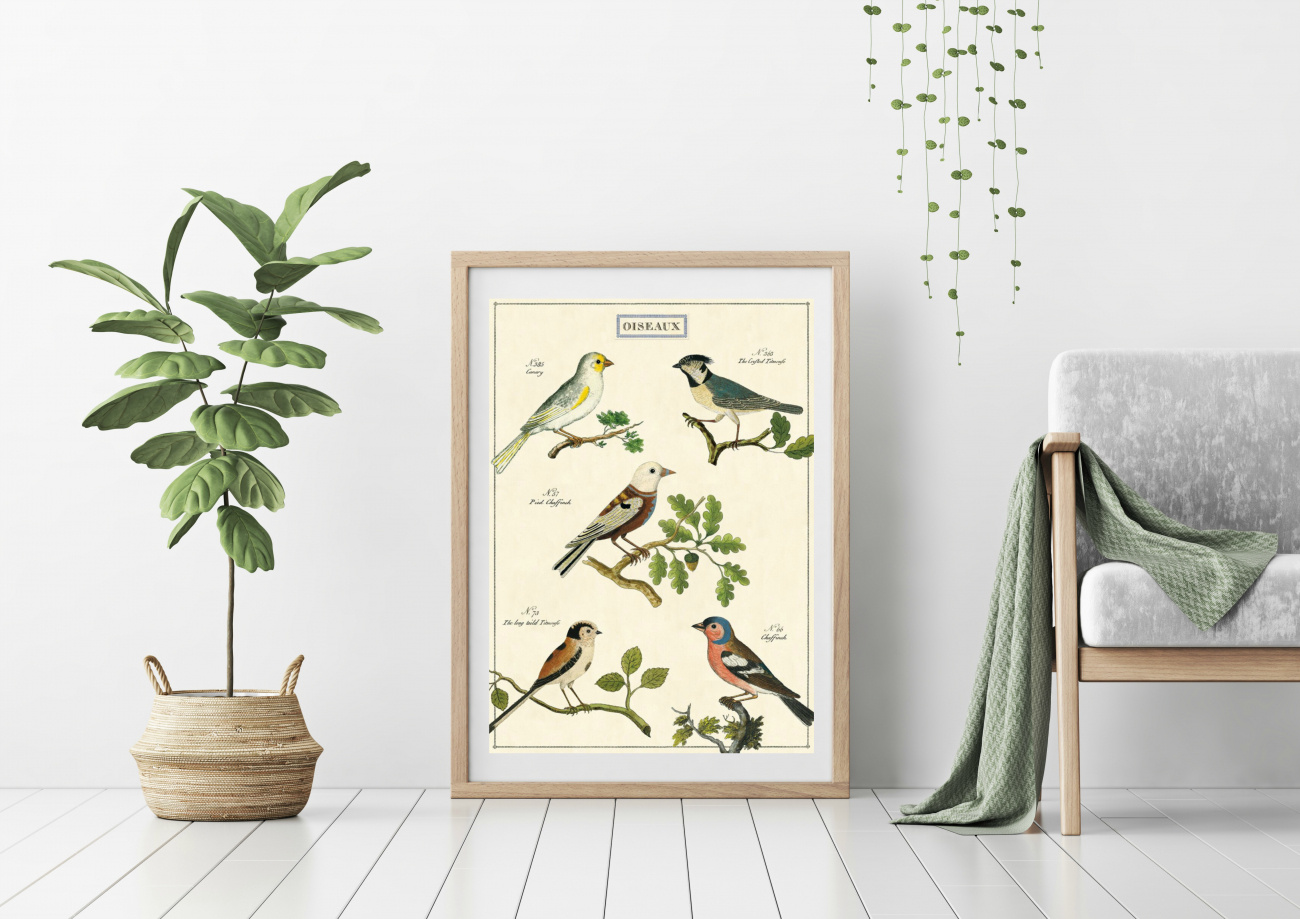 Plakat - Fugler | - - VAREMERKER